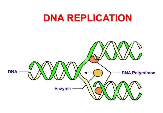 DNA Replication - Studigoo | Sell Your Study Material